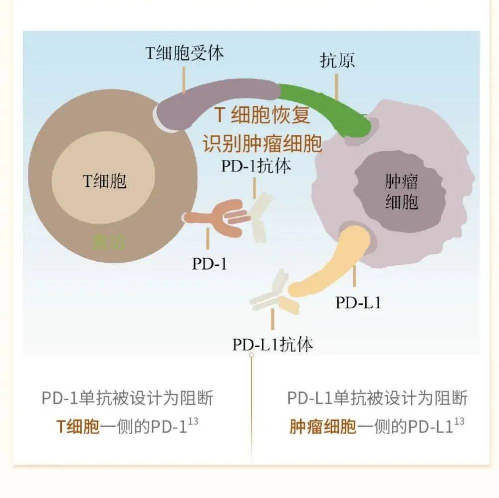 PD-1与PD-L1的6大区别_al_et_cancer