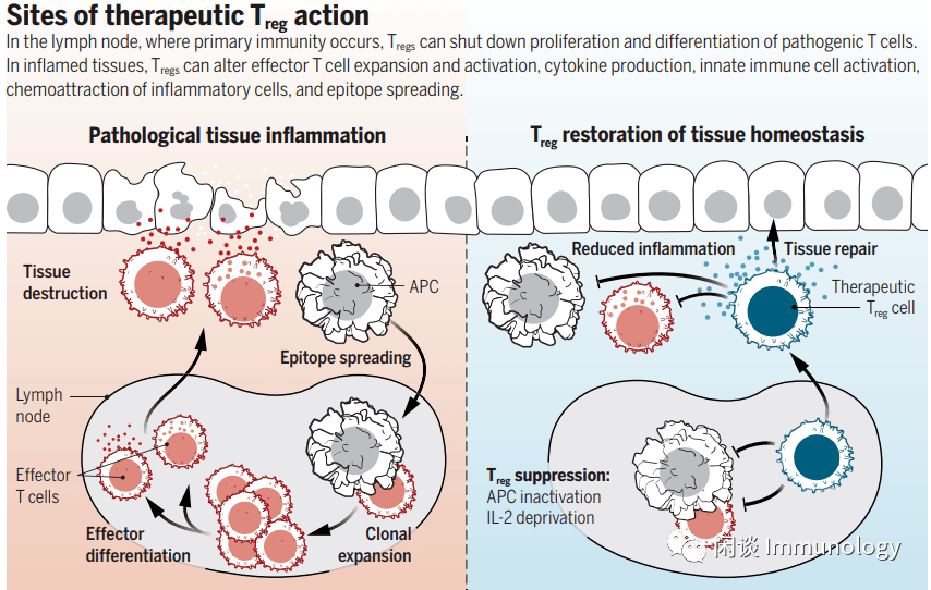 细胞治疗自身免疫性疾病的3个策略_CAR-Treg_抗体_临床