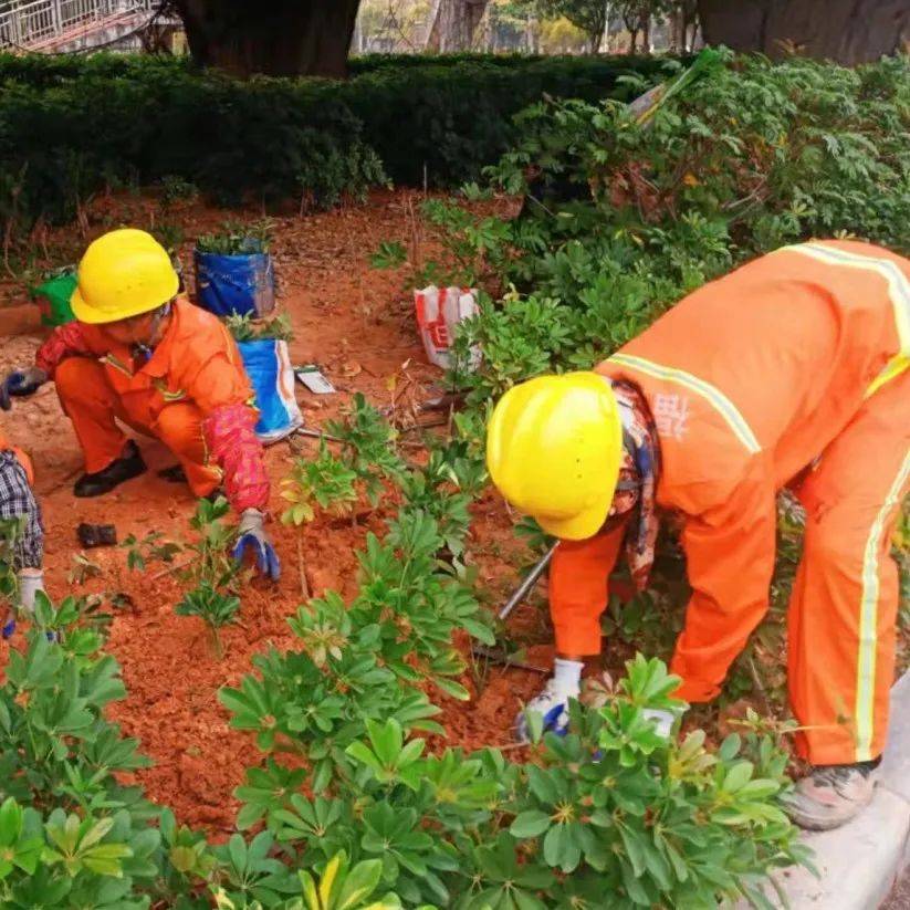 鹭城路事 公路部门春季补植 绿化美化桥下空间