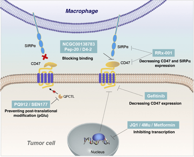 CD47小分子抑制剂_细胞_抗体_蛋白