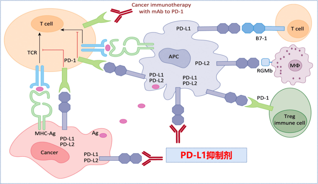 PD-L1和PD-1的不同_免疫_细胞_表面