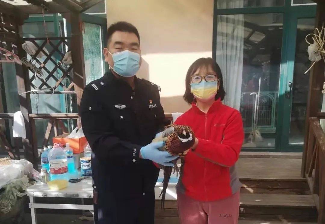 【鞍警在线】森林警察支队开展“清网清套”行动 严厉打击非法猎捕野生动物违_巡护_进行_保护