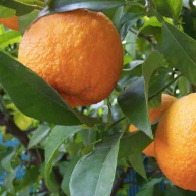 Valencia citrus growers call for assistance as crisis looms_The_rising ...