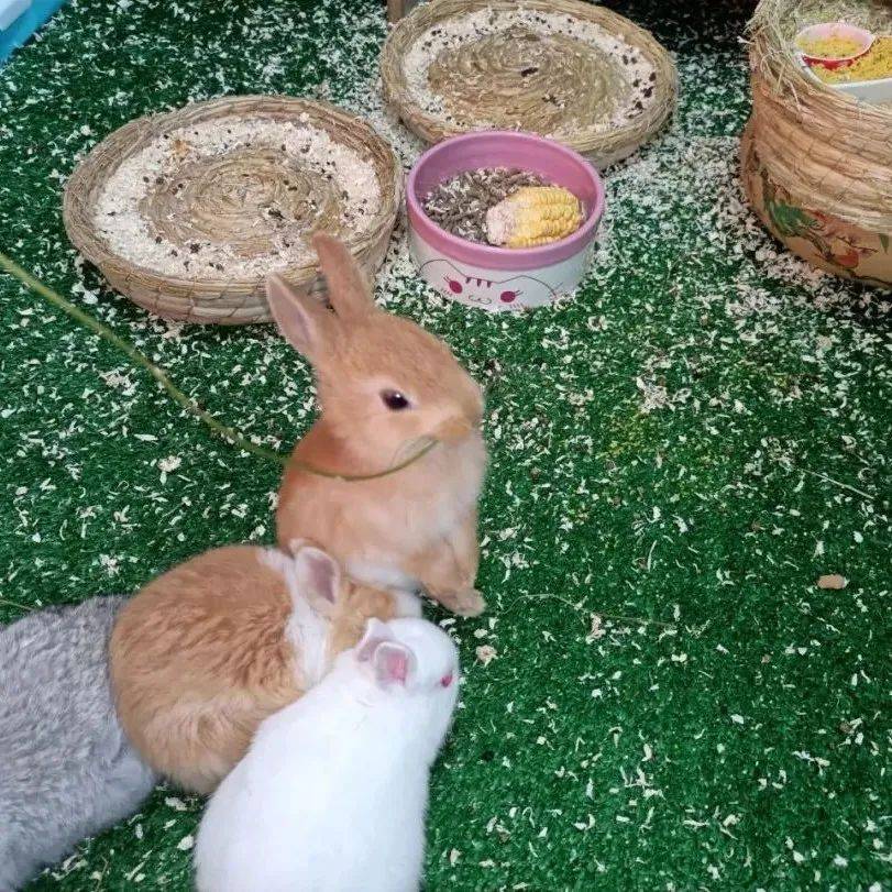 兔子不吃窝边草？胡说！兔子连窝里的草都吃！_实验_食物_公司