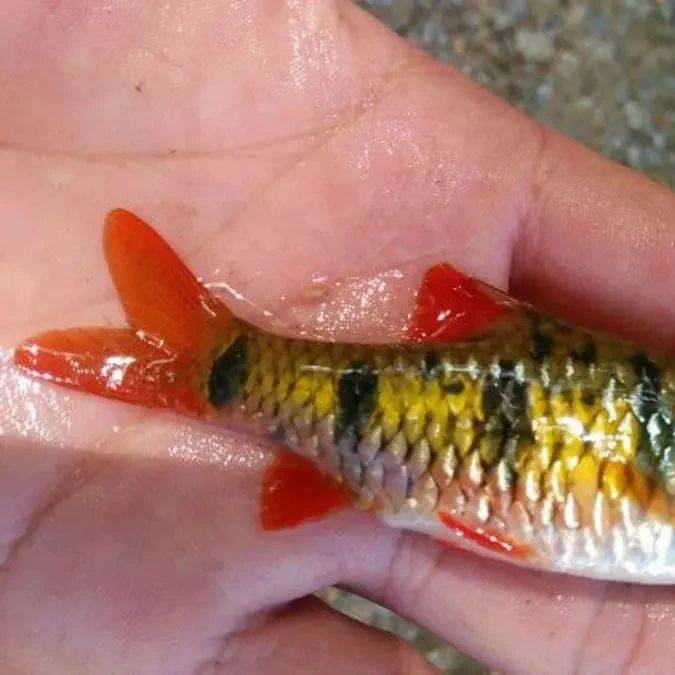 难得一见的溪流小鱼，钓鱼人称之为“红目仔”_地方时_条纹_因为