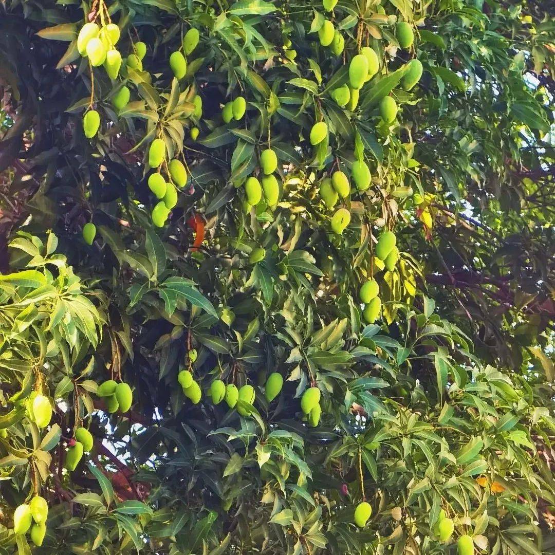 提醒！深圳路边这种常见的果子千万别吃！_芒果_绿化带_果实