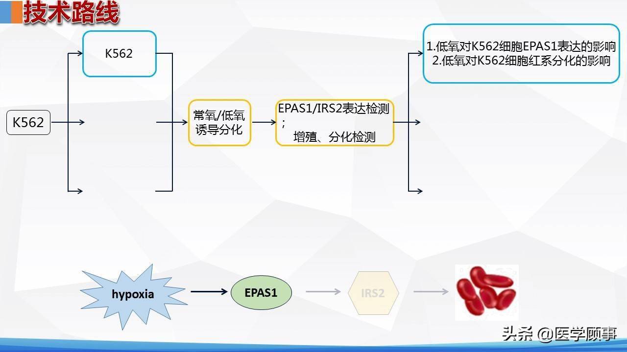 低氧条件下EPAS1调控K562细胞系红系分化的作用研究_因子_诱导_环境