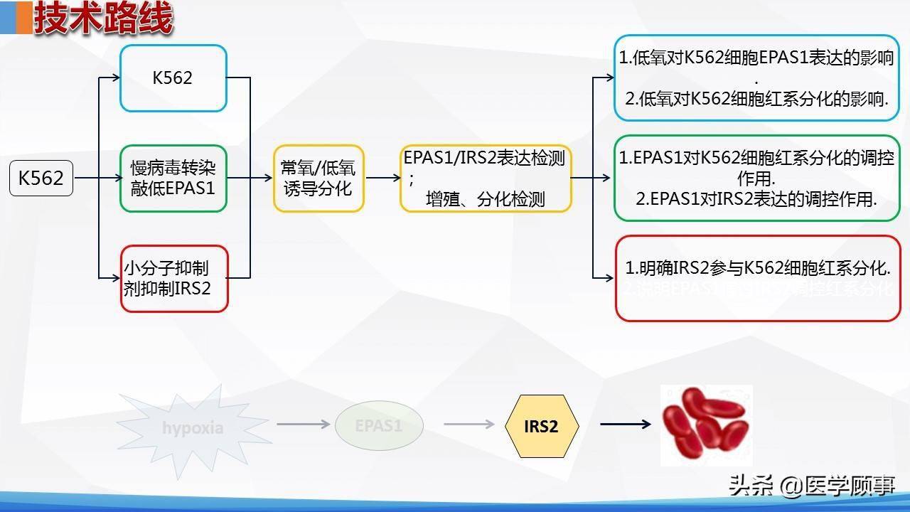 低氧条件下EPAS1调控K562细胞系红系分化的作用研究_因子_诱导_环境