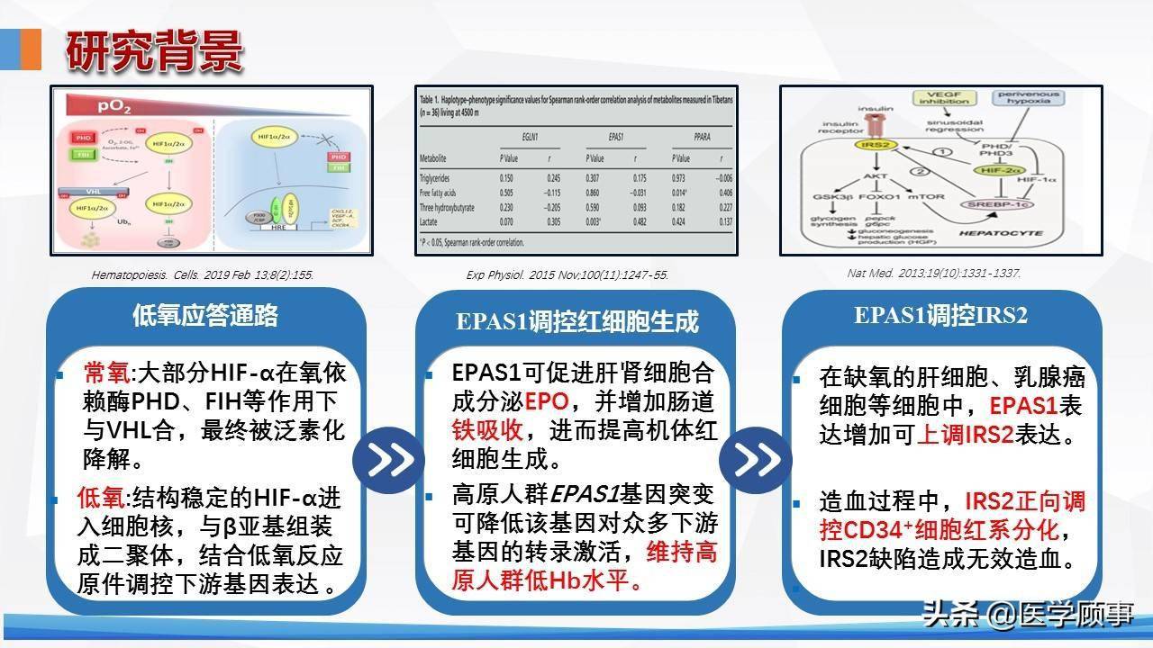 低氧条件下EPAS1调控K562细胞系红系分化的作用研究_因子_诱导_环境