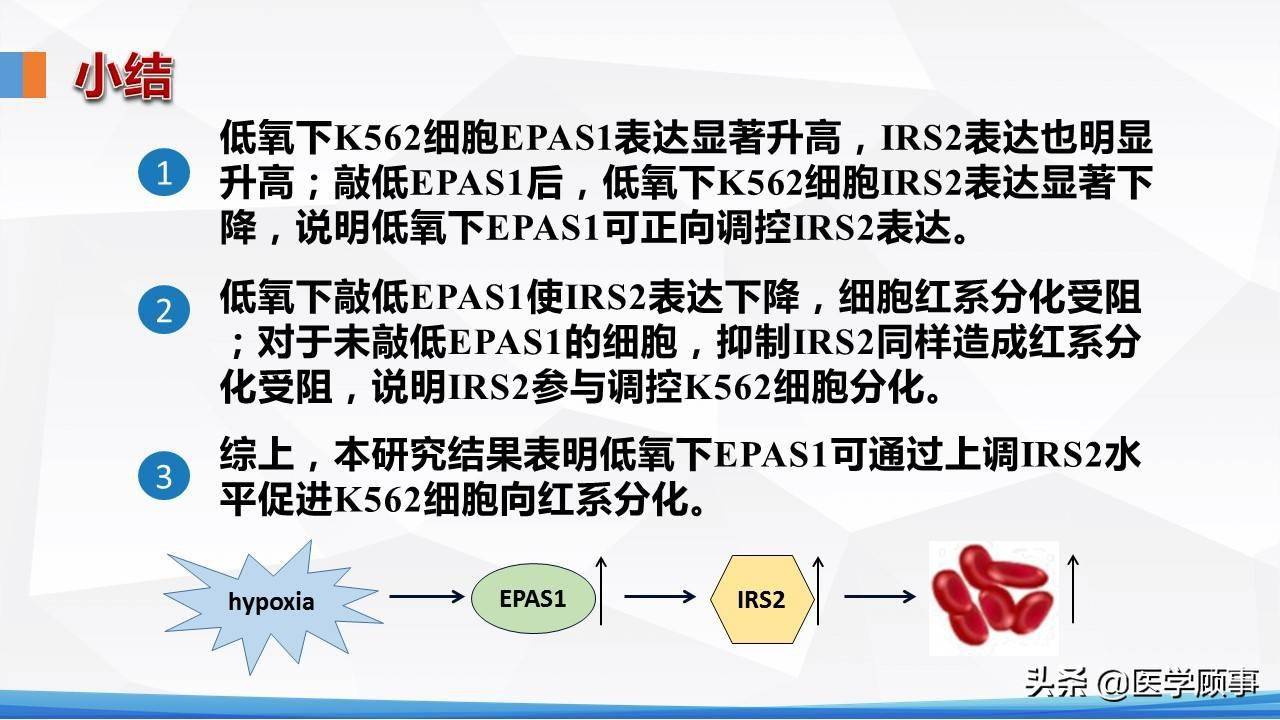 低氧条件下EPAS1调控K562细胞系红系分化的作用研究_因子_诱导_环境