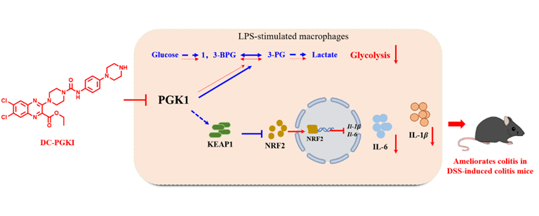 【APSB推荐】新型PGK1抑制剂揭示PGK1调控炎症因子新功能，PGK1有望成为溃疡性结肠炎的新靶标_kinase_研究_药物