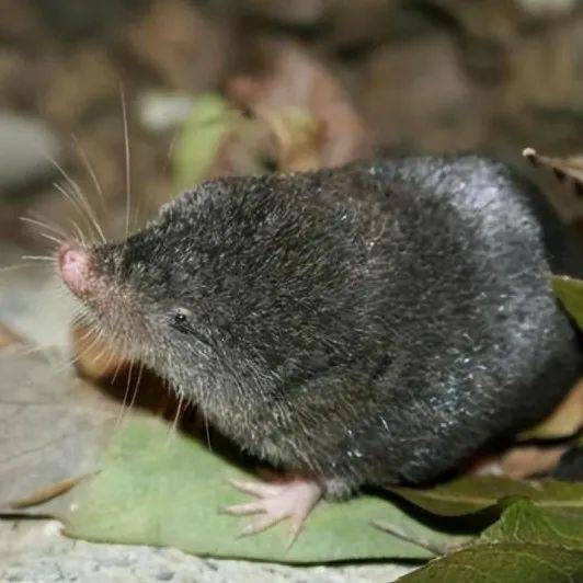 山东、河南发现“Langya”病毒！专家：尚无法确定是否会人际传播_动物_研究_尼帕