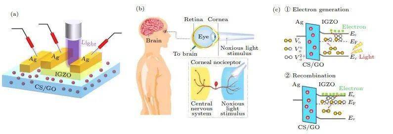 柔性神经形态晶体管及其仿生感知应用_器件_研究_示意图
