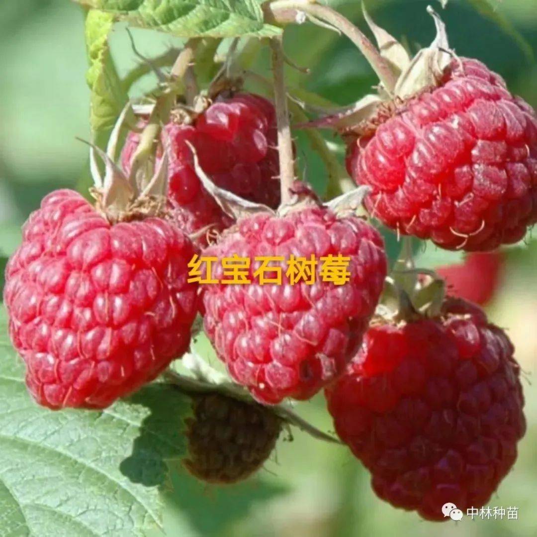 红宝石树莓：果实鲜红 美观艳丽 甘甜爽口 酸甜适度 品质优良_栽培_品种_果期