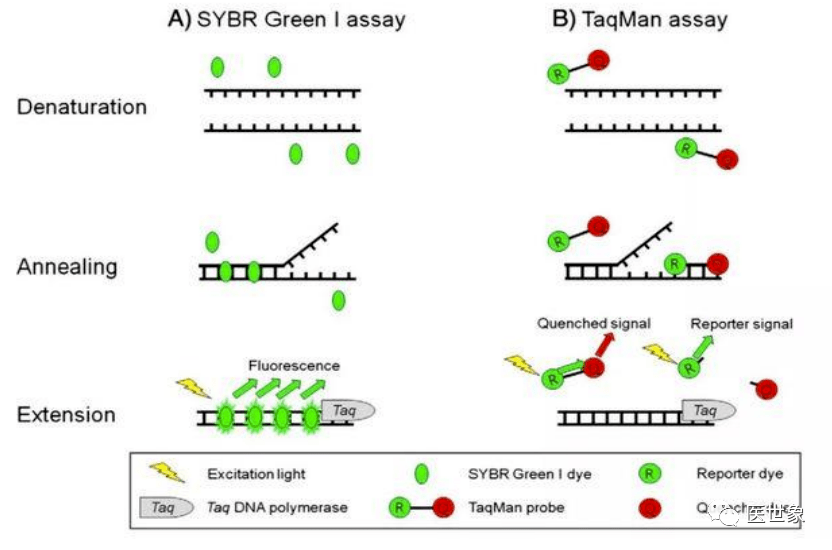 技术 | 伴随诊断技术解析：PCR、NGS、FISH_进行_荧光_分析
