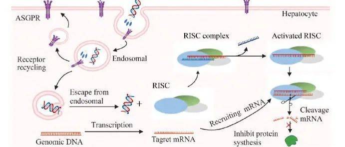 小干扰 RNA（siRNA）药物药代动力学特征及生理药代动力学建模现状_模型_基因_开发