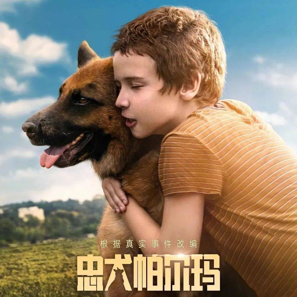 M · 预售｜真实事件，口碑佳作，《忠犬帕尔玛》8.26上映_主人_科里亚_机场