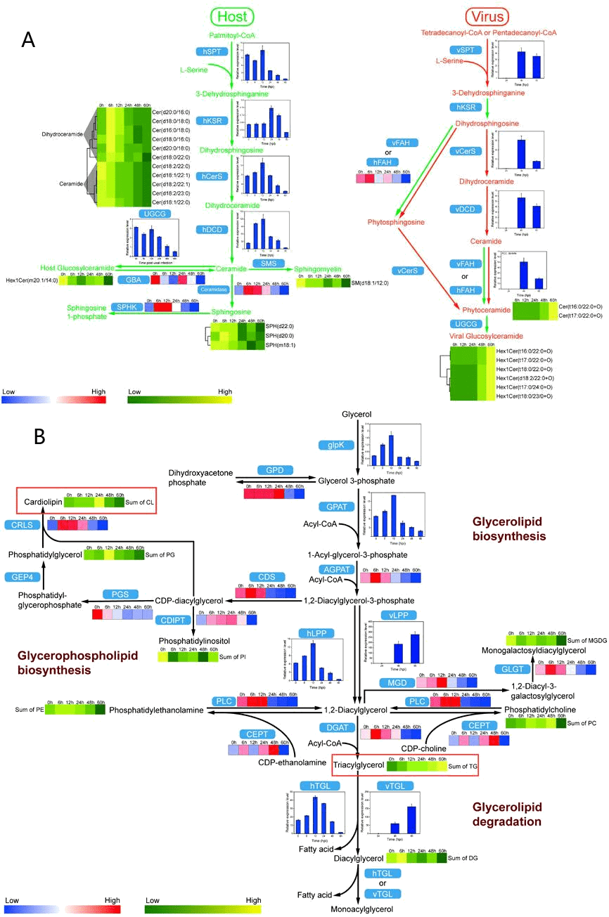 跳出普通ceRNA套路，分享一篇miRNA+mRNA+脂质组联合分析的高分好文！_代谢_hpi_病毒