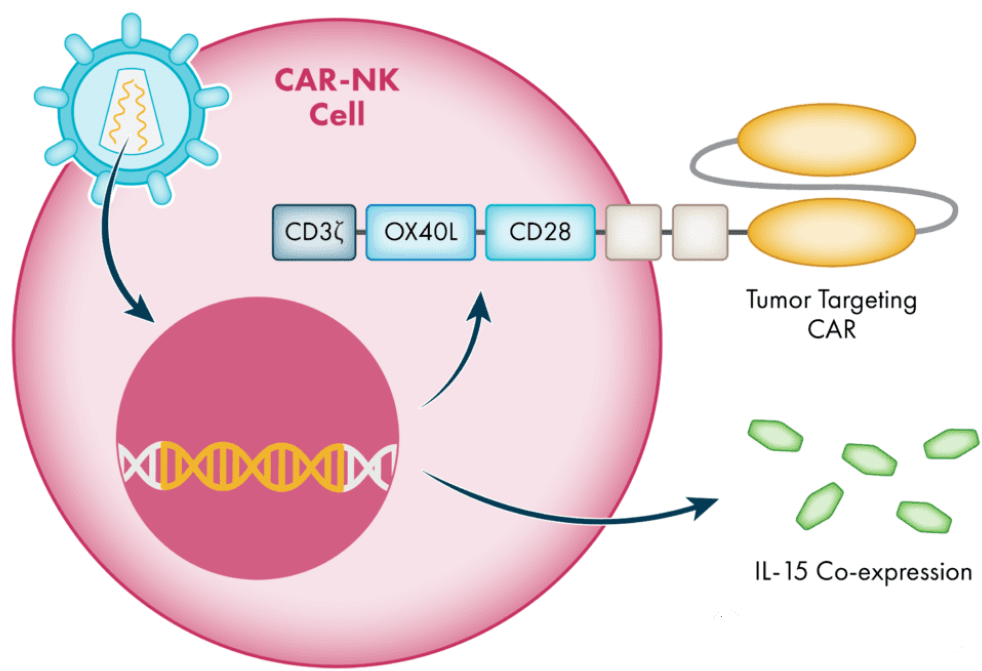 CAR-NK成“新宠”：两种CAR-NK疗法获批用于实体瘤研究！_细胞_治疗_患者