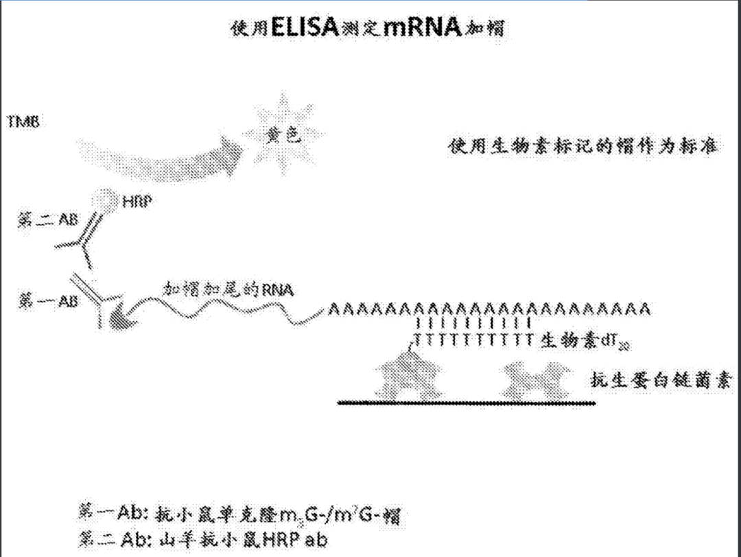 mRNA加帽率测定方法研究进展_反应_RppH_酶法