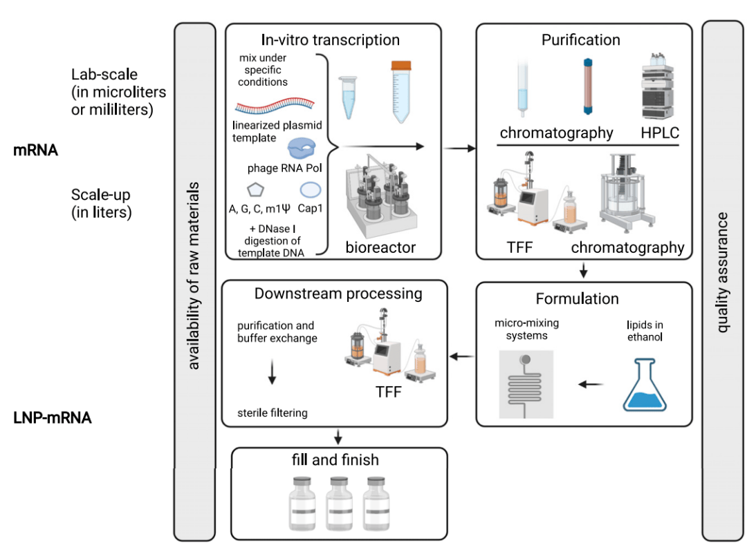 新冠mRNA疫苗：平台和目前的进展_临床_技术_细胞