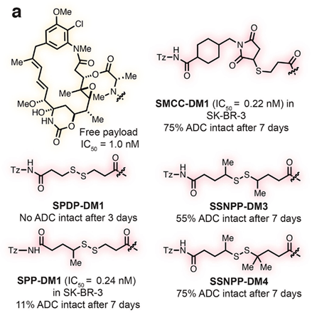 ADC的“构效关系”_药物_分子_毒素