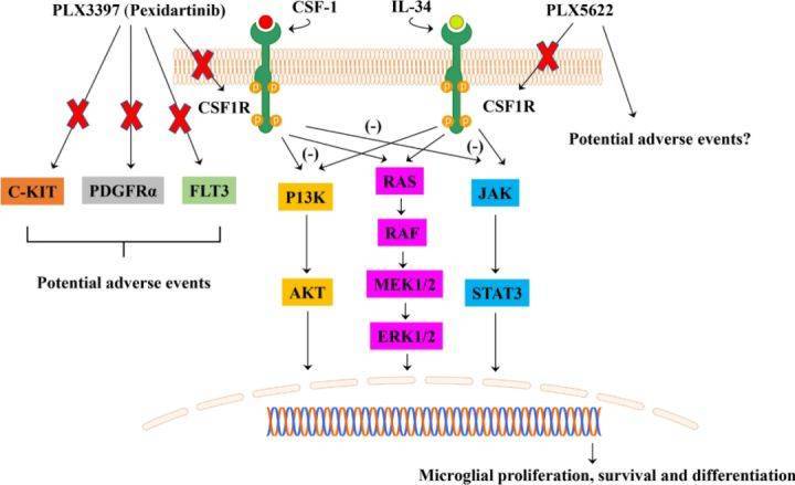 直追PD-1，癌症免疫新靶点CSF-1R药物研究进展综述_临床_治疗_受体