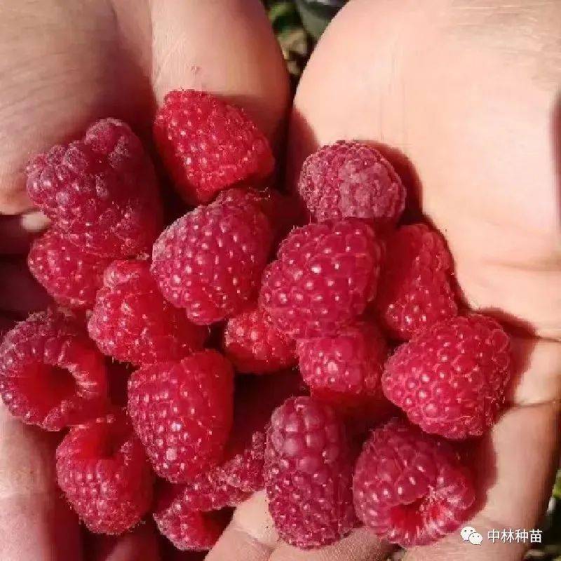 波尔卡红树莓：双季大果品种 口感好 硬度高 耐储存 产量高_进行_苗木_种苗