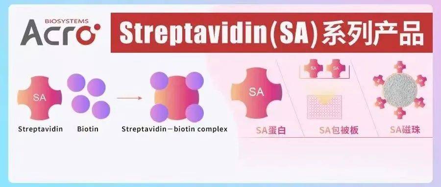 Streptavidin全系列产品：蛋白、包被板、磁珠应有尽有_检测_Clear_-Well