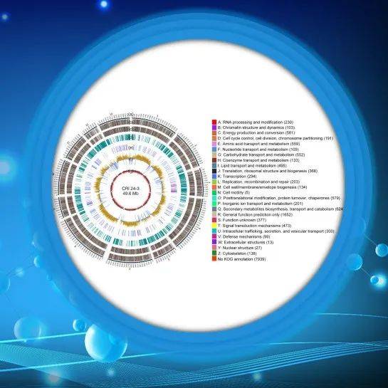 成功案例|首次公布F. solani-melongenae分离株 CRI 24-3 的高质量全基因组序列_甘薯_镰刀_菌落