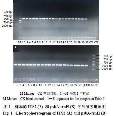 基于ITS2和psbA-trnH序列鉴别金线兰及其近缘种_金线莲_Lindl_进行