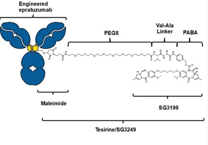 Besponsa：辉瑞第二款ADC，这次“命运”会好点吗？_细胞_mg_患者