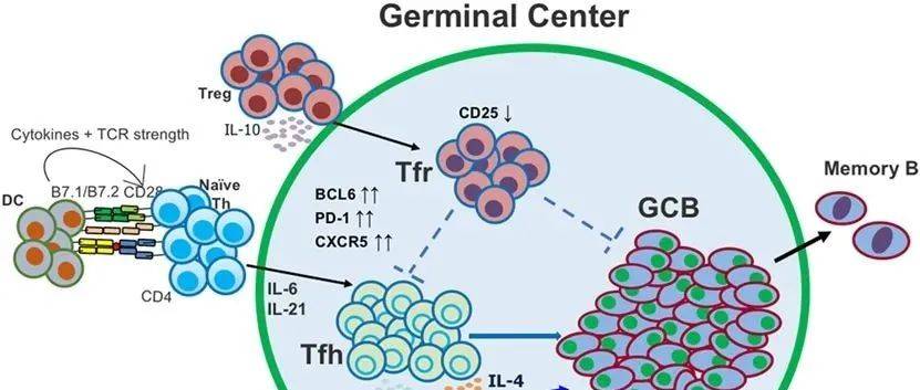 Tfr，分化和功能上，究竟是和Tfh有什么关系_细胞_Bcl_Tregs