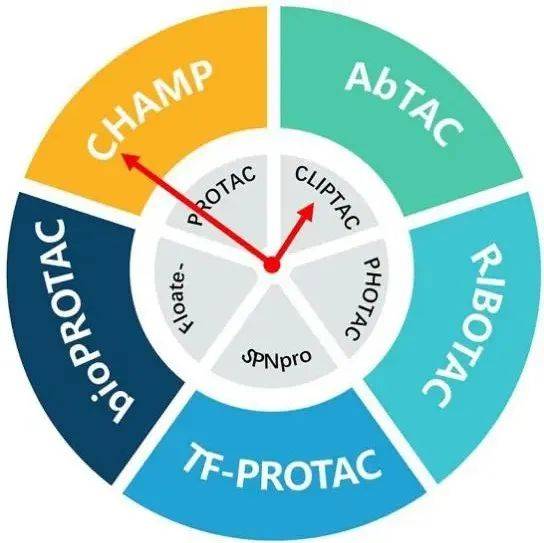 PROTAC等靶向蛋白降解技术的最新汇总_开发_临床_药物