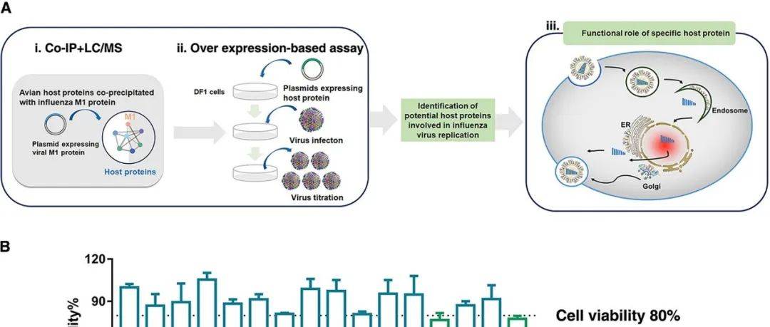 【前沿&进展】PSMD12介导M1泛素化调控A型流感病毒增殖_蛋白_宿主_研究