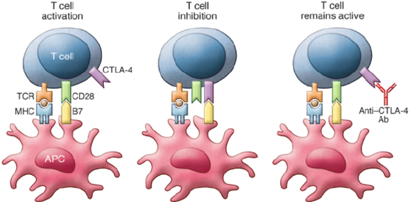 CTLA-4: 免疫检查点抑制剂的开山鼻祖_肿瘤_细胞_治疗