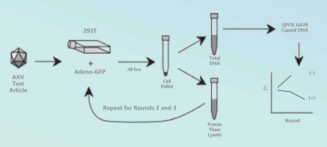 基因治疗产品复制型腺相关病毒（rcAAV）的风险控制_检测_基因组_方法