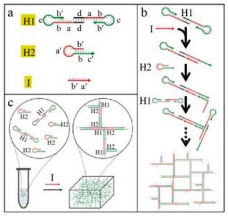 DNA水凝胶的制备及应用_研究进展_杂交_技术