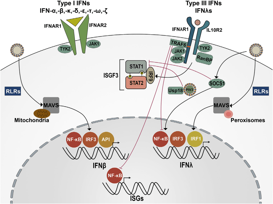 IFNλ：肿瘤治疗潜力_粒细胞_作用_Immunol