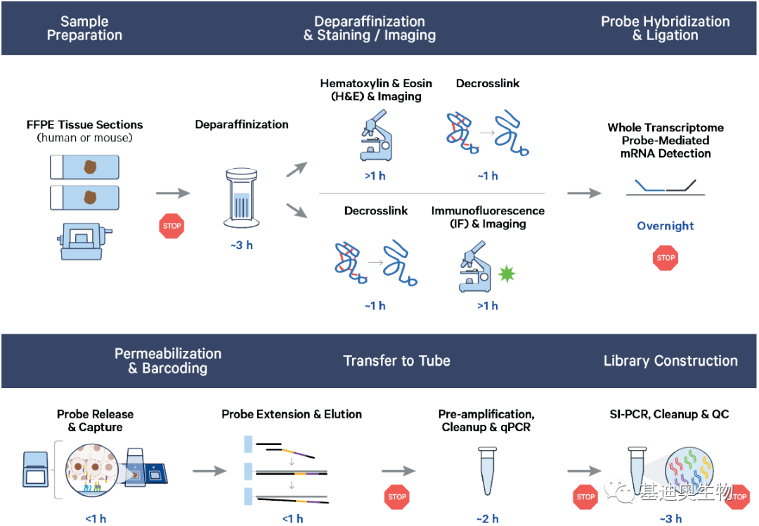 Visium CytAssist突破FFPE样本空间转录组应用瓶颈_研究_进行_实验