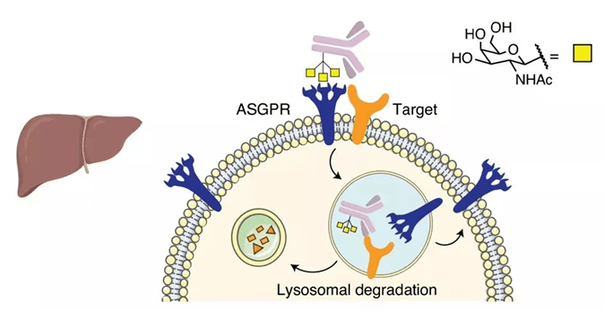 收藏 | 靶向膜蛋白！PROTAC及其他降解策略全方位综述_研究_药物_的作用