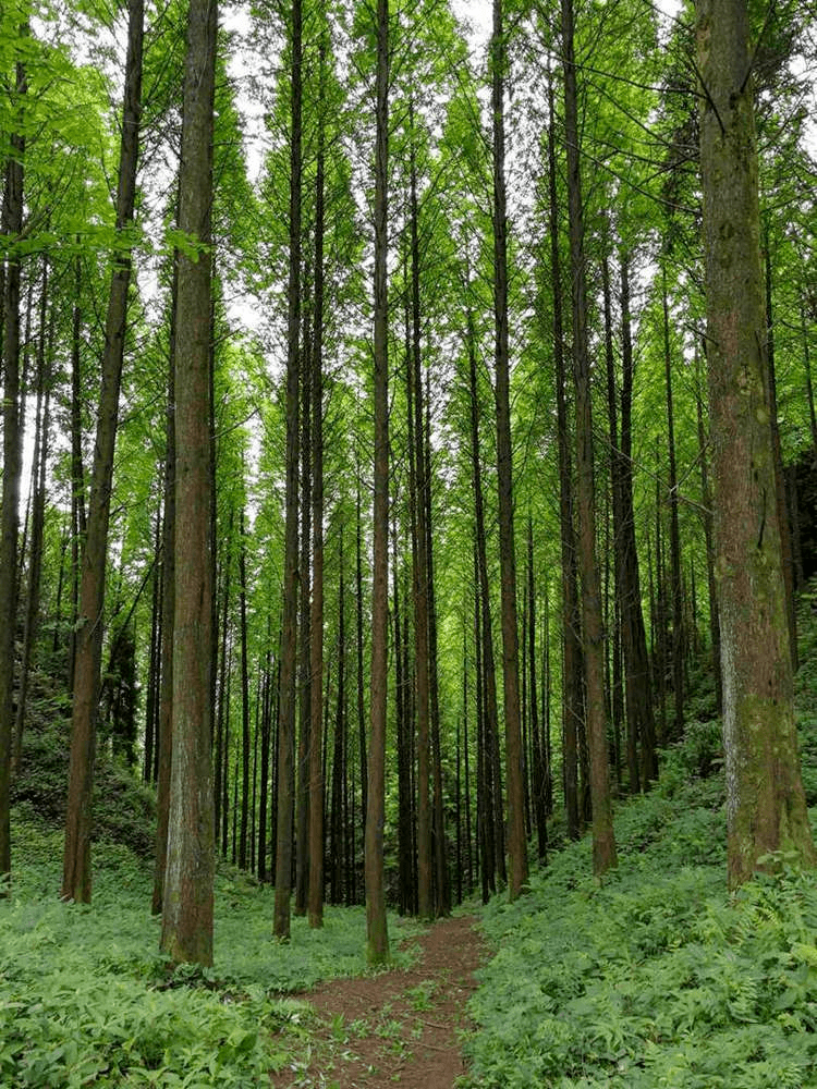 德阳出发1.5h，这些经典徒步线路，脚踏风景，越走越美！一天打来回！_地址_仙山_小镇
