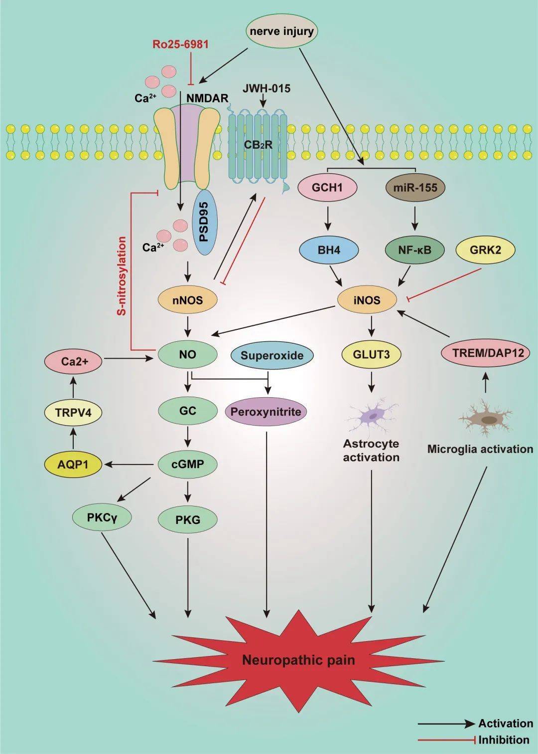 NRR综述：NO/cGMP信号通路在慢性疼痛发生发展中的作用机制_诱导_麻醉_受体