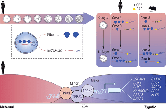Science：翻译组和转录组共同分析揭示TPRX在人类合子基因组激活中的作用_胚胎_研究_因子
