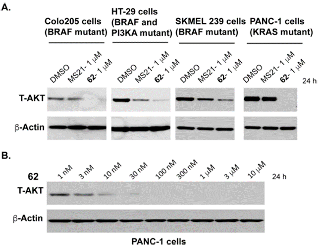 金坚团队：首个靶向AKT变构位点的PROTAC_开发_蛋白_细胞