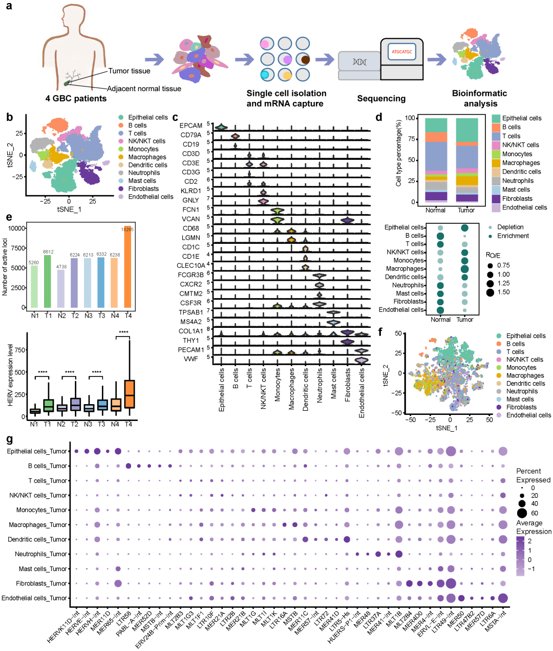 eBioMedicine | 上海巴斯德研究所崔杰团队应用单细胞转录组技术强调了人内源性逆转录病毒在胆囊癌中的潜在功能_诊断_发展_人类