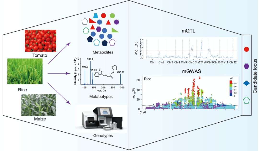 Metabolomics+ Genomics ｜mGWAS重磅来袭！_代谢_研究_定量分析