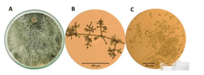 初农生物木霉在农业防病促生上的应用现状_植物_霉菌_病原菌