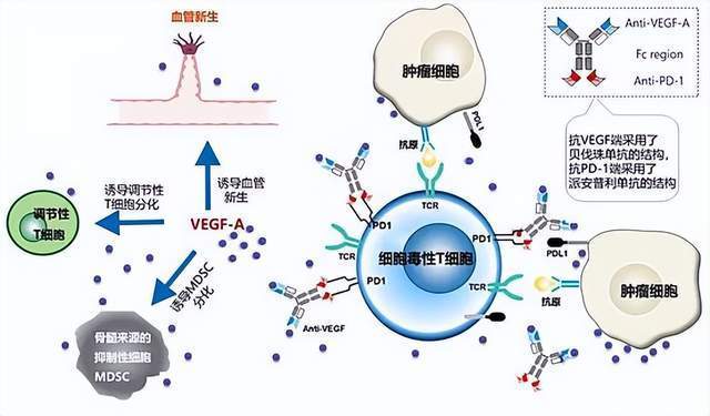 双效新药AK112（依沃西单抗）治疗初治和经治肺癌疗效显著_患者_化疗_试验