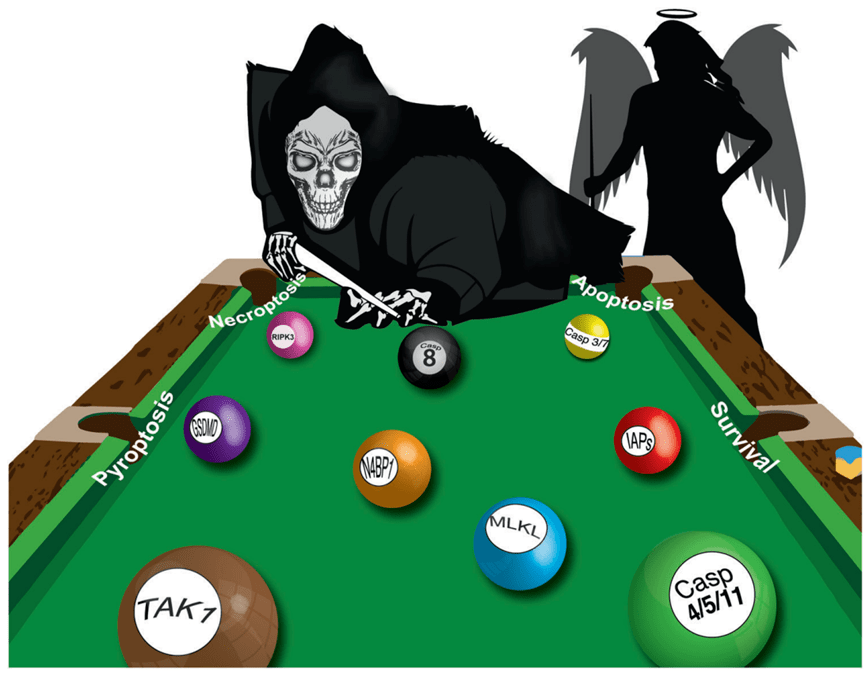 不同细胞死亡模式的交叠_Caspase-_途径_信号